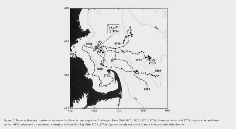 The complicated daily movements of Atlantic bluefin tuna - Bluefin ...